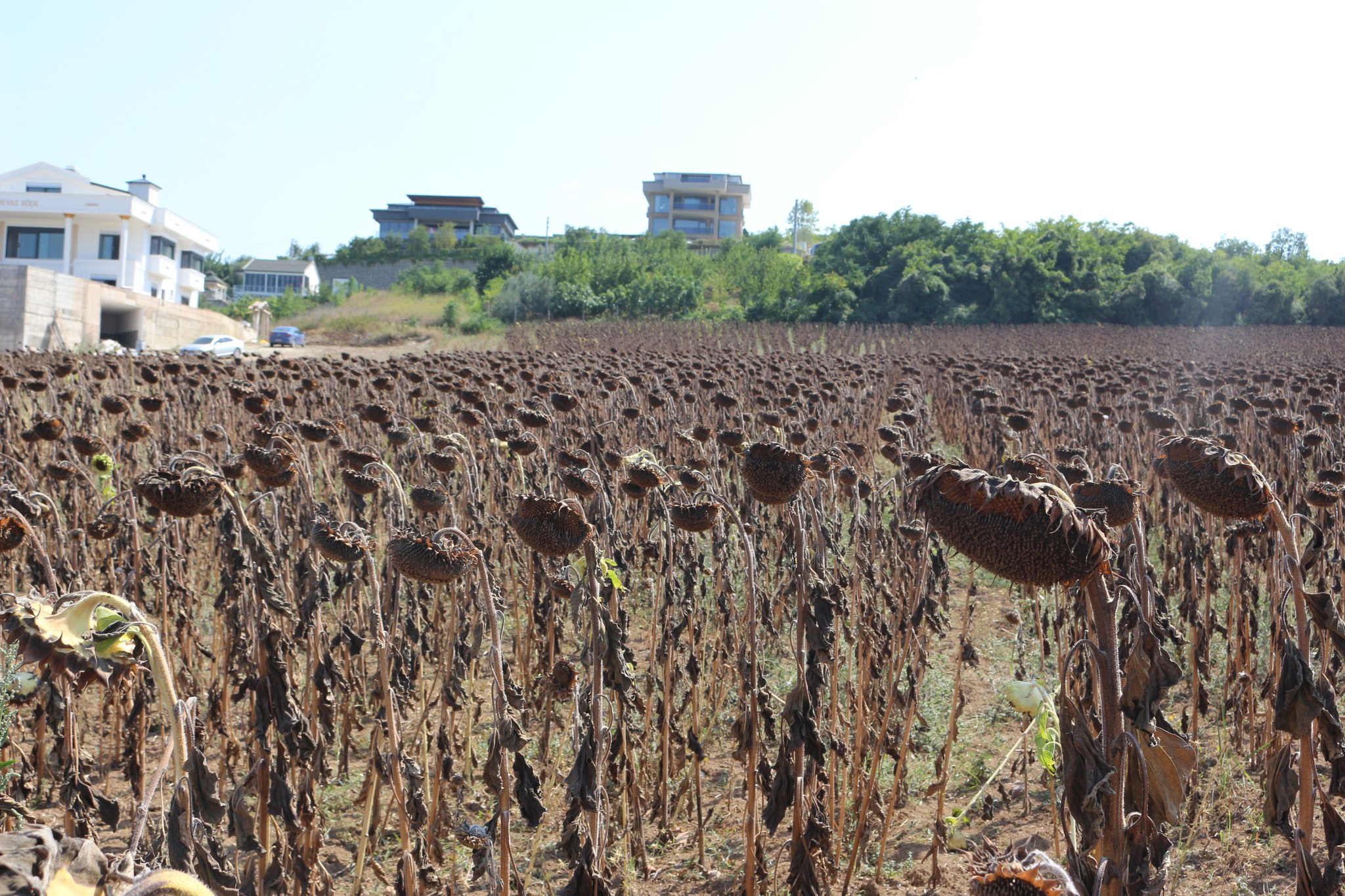 AYÇİÇEK HASADI BAŞLADI | Yalova Haberci Gazetesi